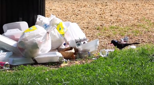 Garbage-Eating Grubs | Blog . DESIGN SQUAD GLOBAL | PBS KIDS