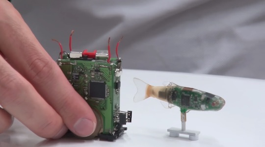 Robotic Fish | Blog . DESIGN SQUAD GLOBAL | PBS KIDS