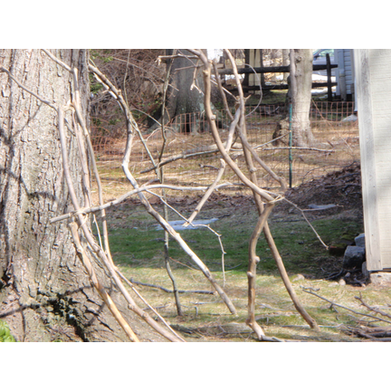 Project: I wish for a stick fort. . DESIGN SQUAD GLOBAL | PBS KIDS